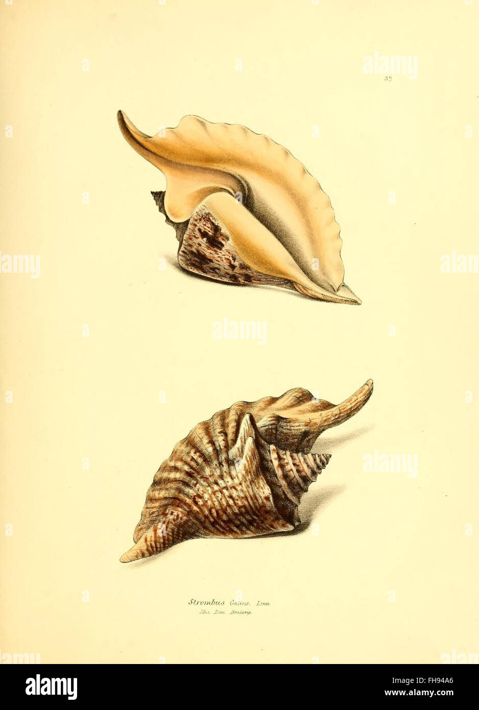 Exotic conchology, Harvard University, MCZ, Ernst Mayr Library Mollusks ...