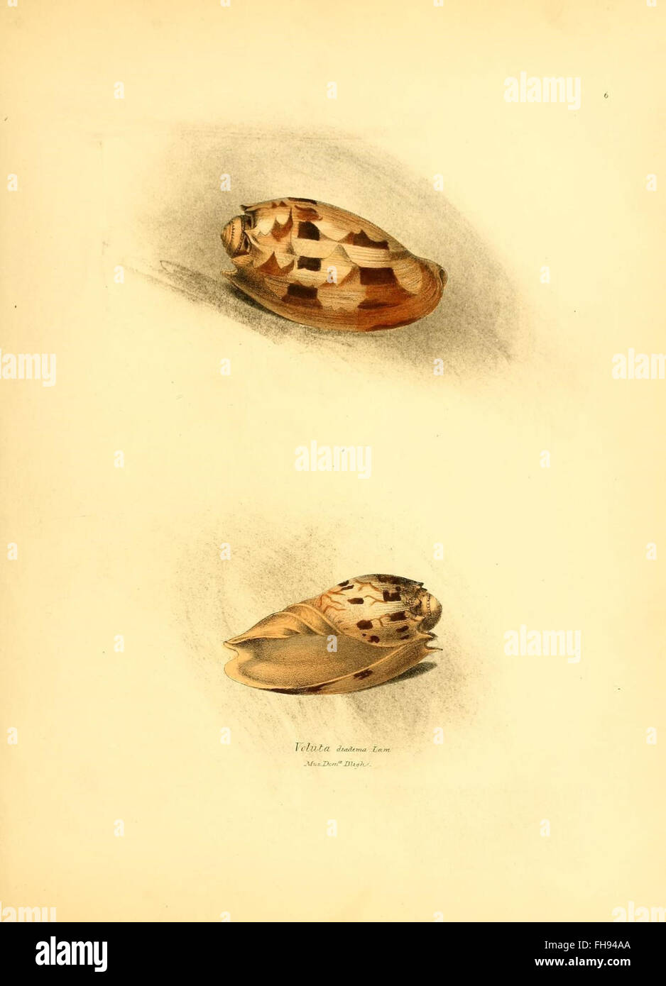 Exotic conchology at Harvard University, MCZ, Ernst Mayr Library ...