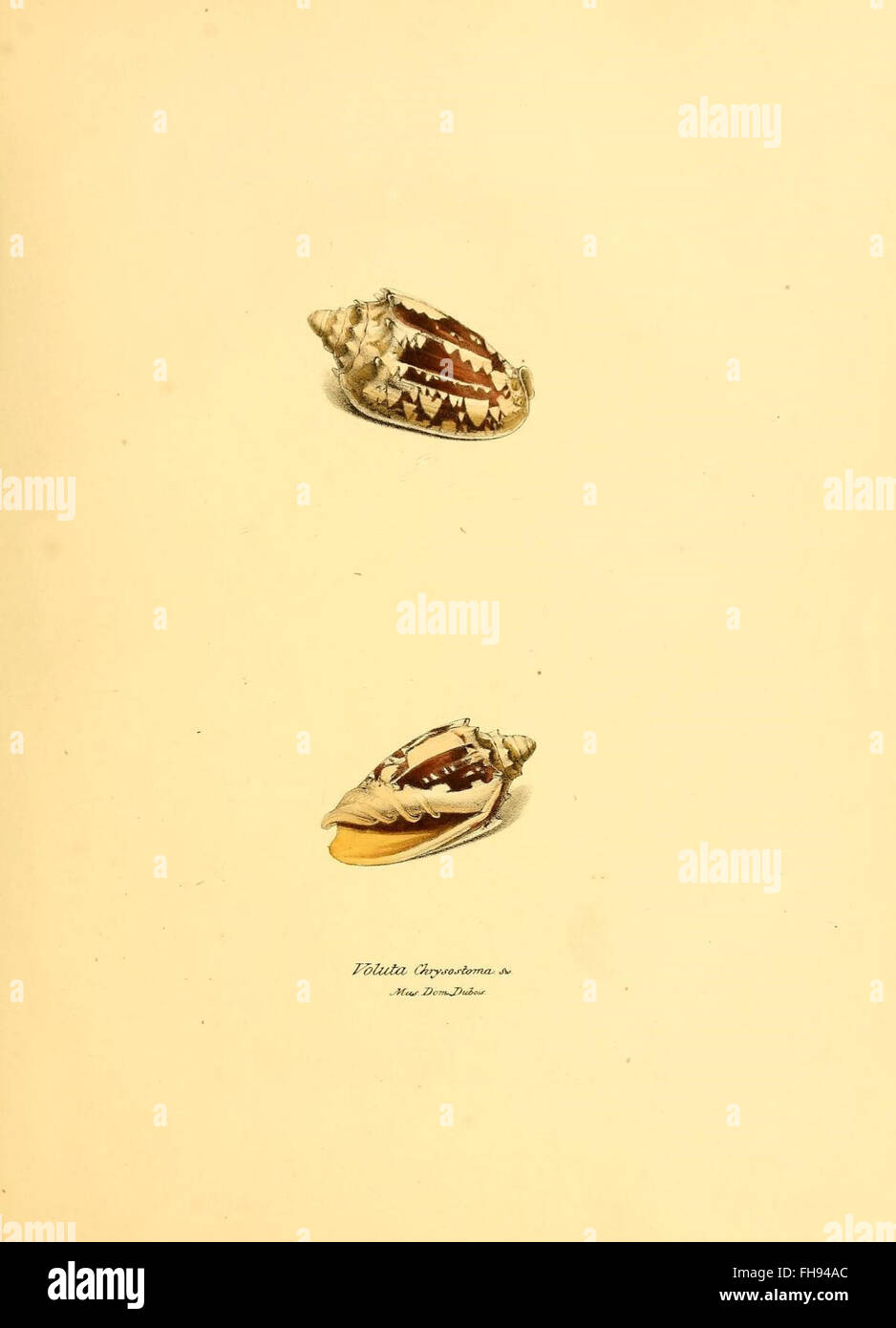 Exotic conchology, Harvard University, MCZ, Ernst Mayr Library Mollusks ...