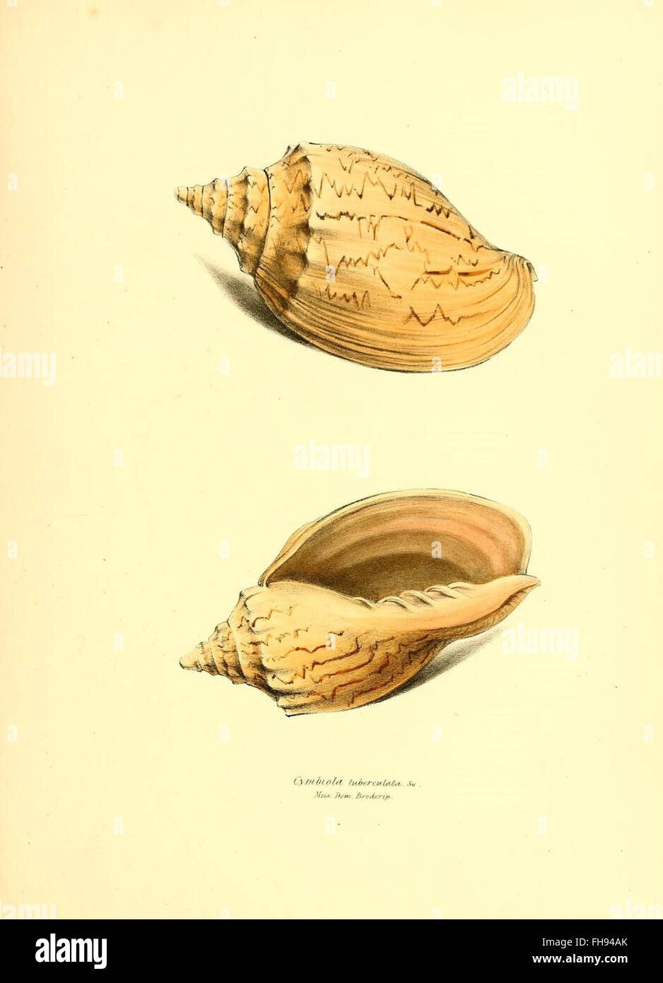 Exotic conchology, studying rare shells and mollusks Stock Photo - Alamy
