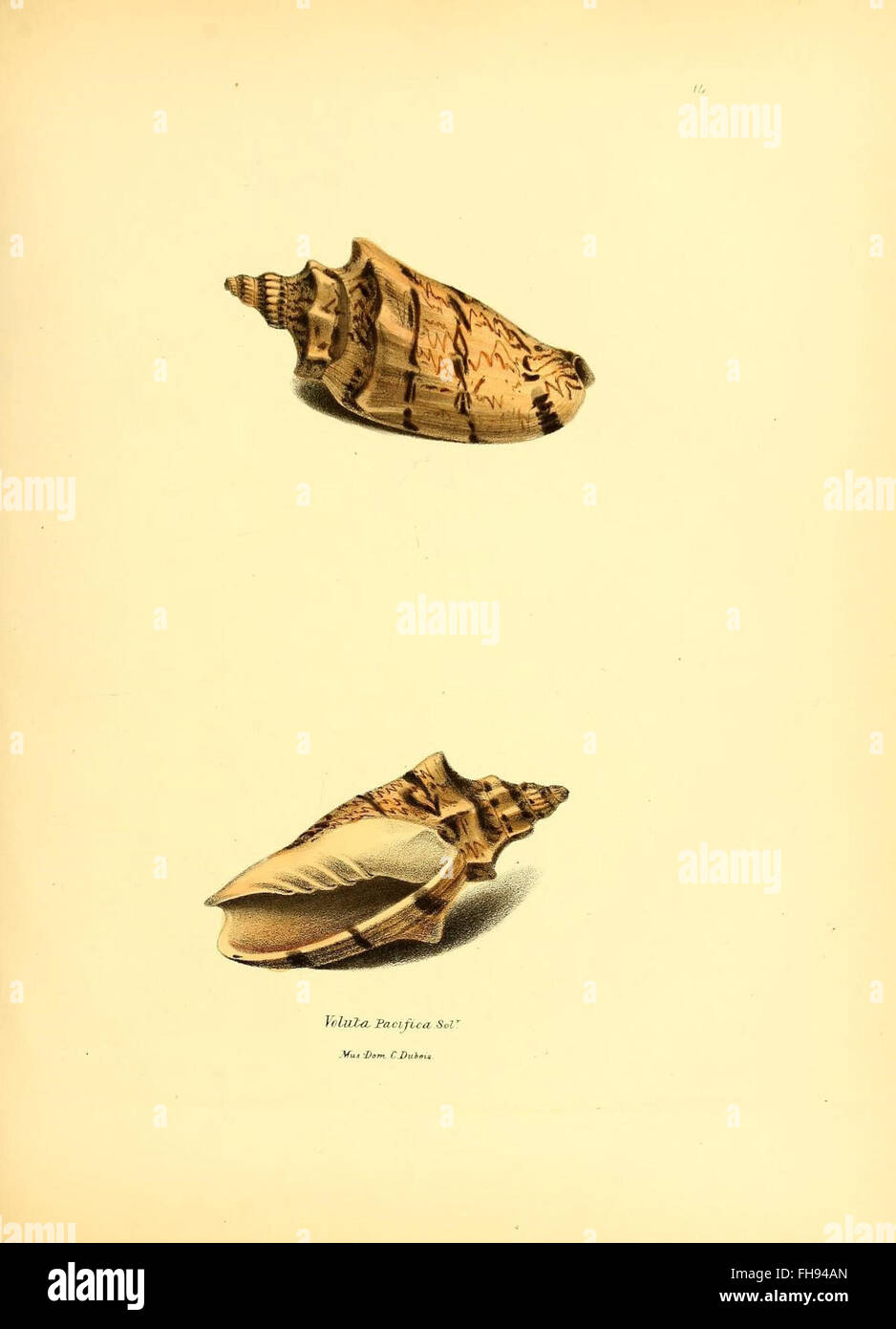 A collection of illustrated works on exotic conchology, featuring ...