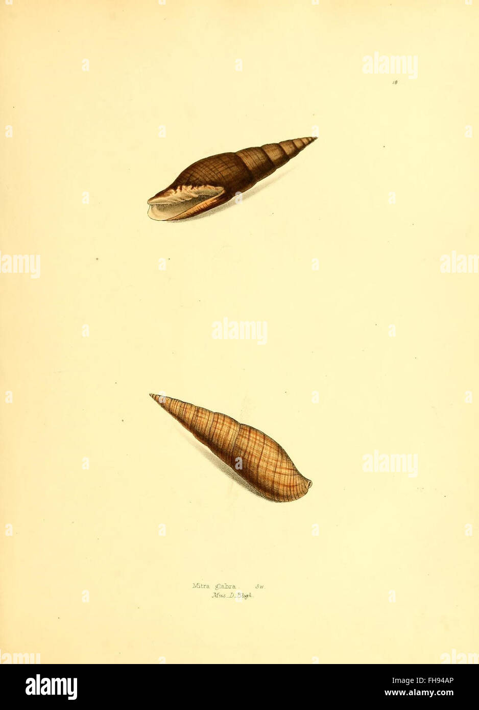 A collection of illustrations and studies on exotic mollusks ...