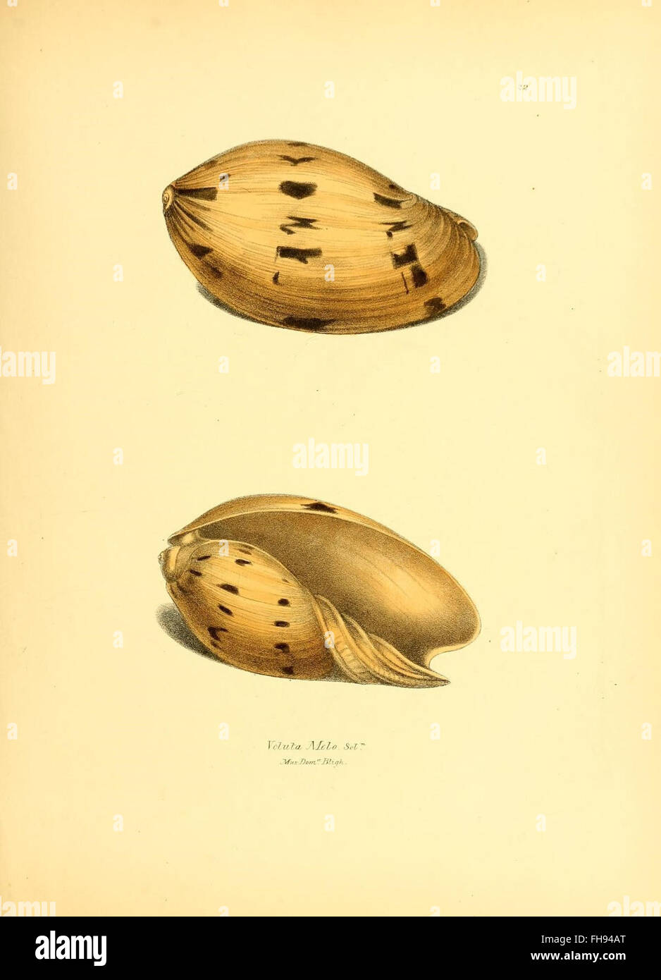 Conchology drawing hi-res stock photography and images - Alamy