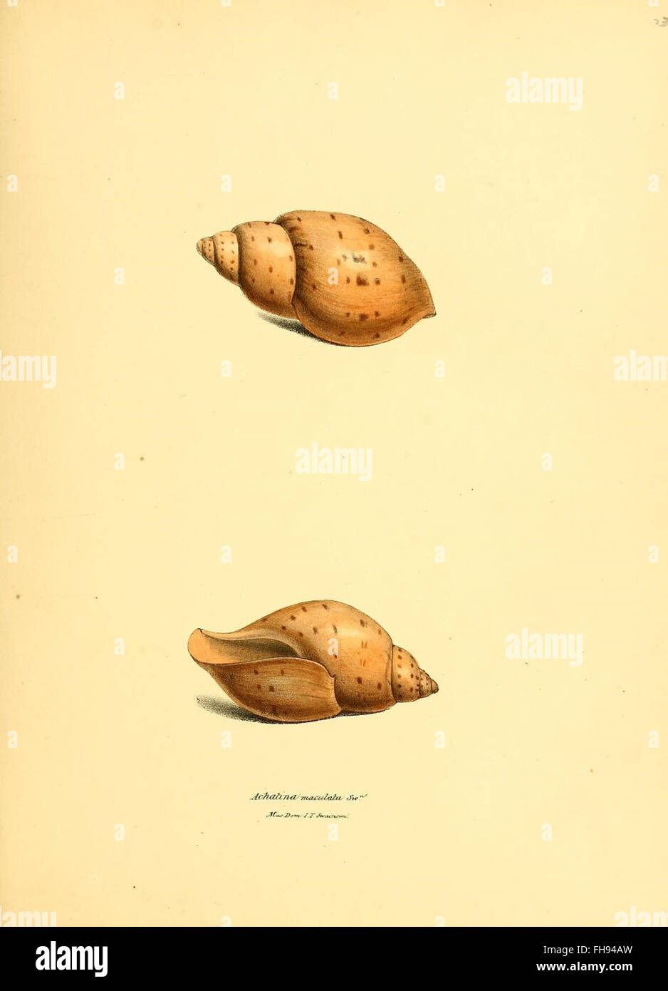 Conchology drawing hi-res stock photography and images - Alamy