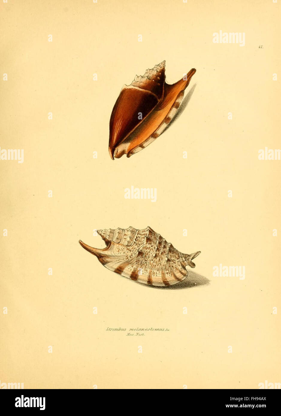 An exploration of exotic mollusks and shells, with detailed ...