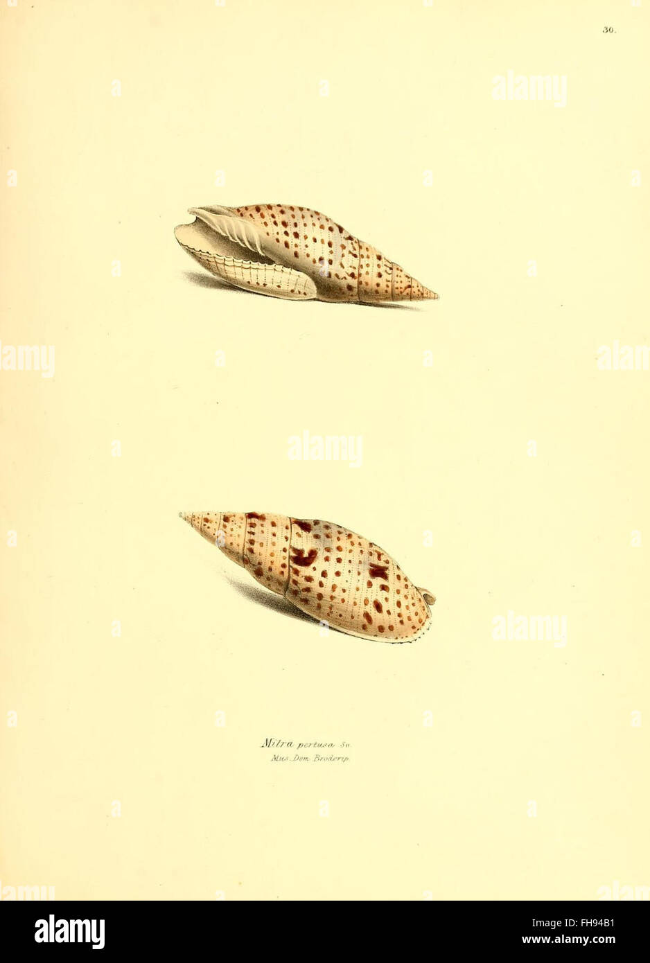 Exotic Conchology, Harvard University, MCZ, Ernst Mayr Library ...