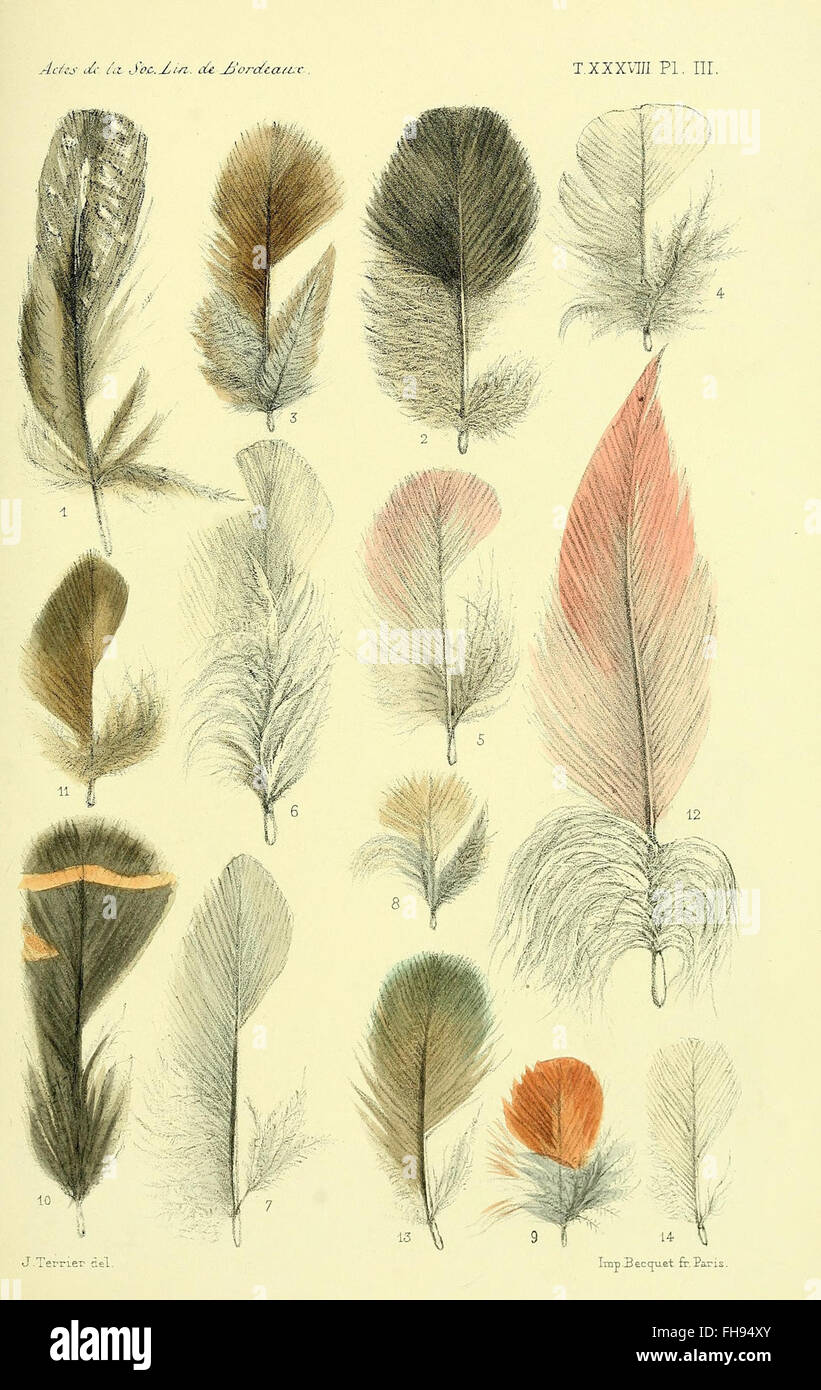 Faune illustration hi-res stock photography and images - Alamy