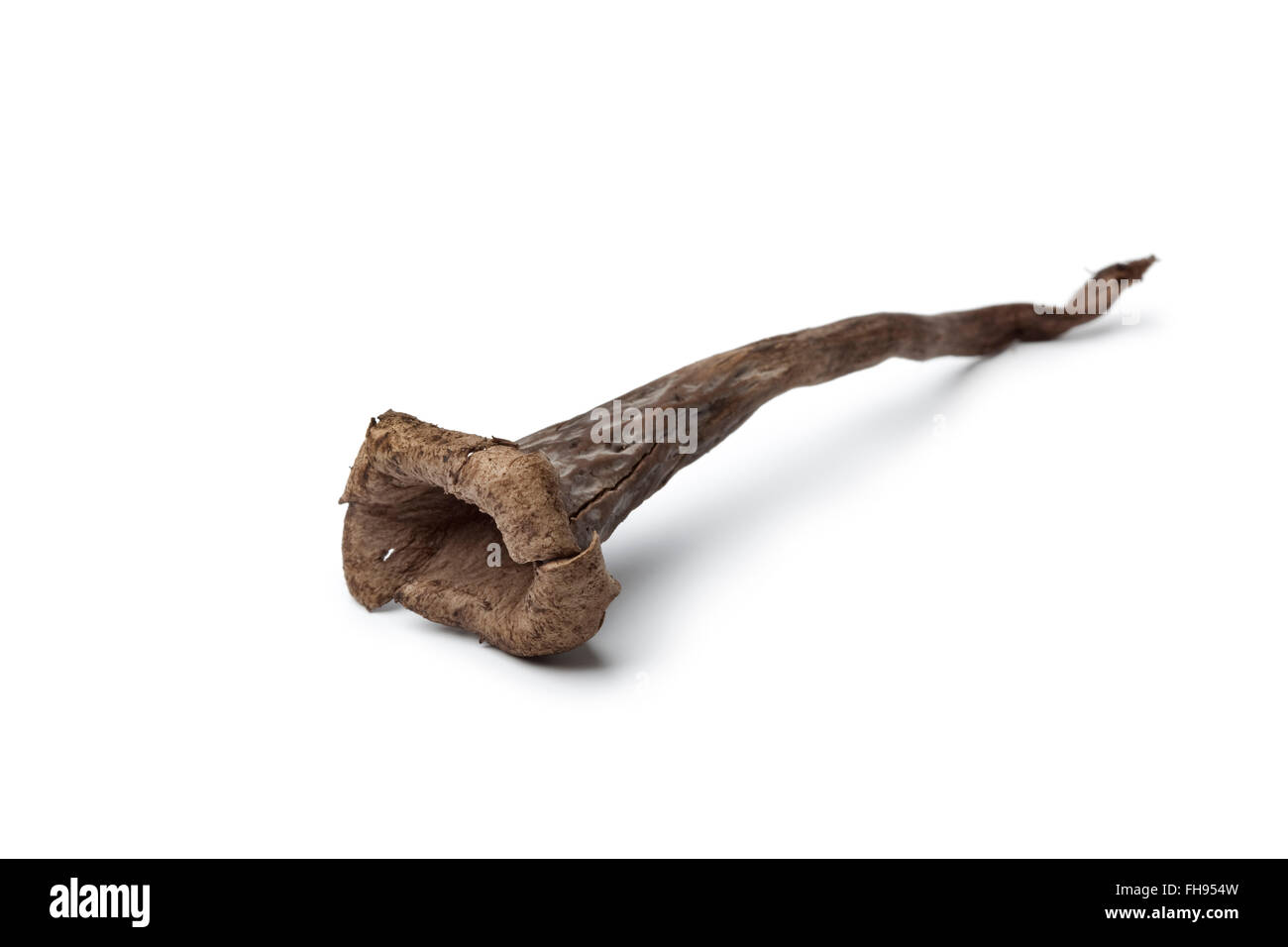 Trumpet of death mushroom hi-res stock photography and images - Alamy