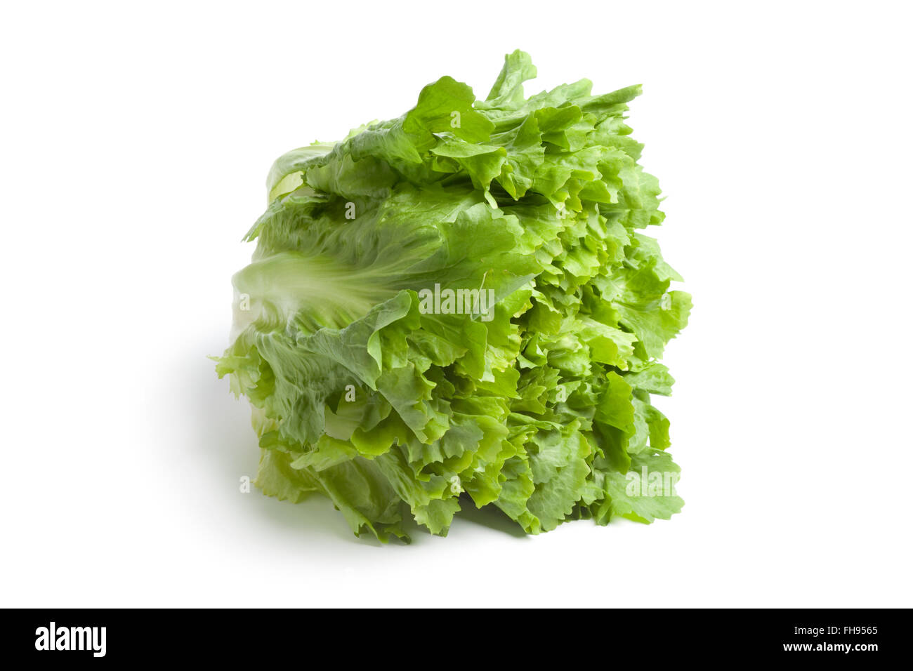 Fresh green raw endive on white background Stock Photo - Alamy