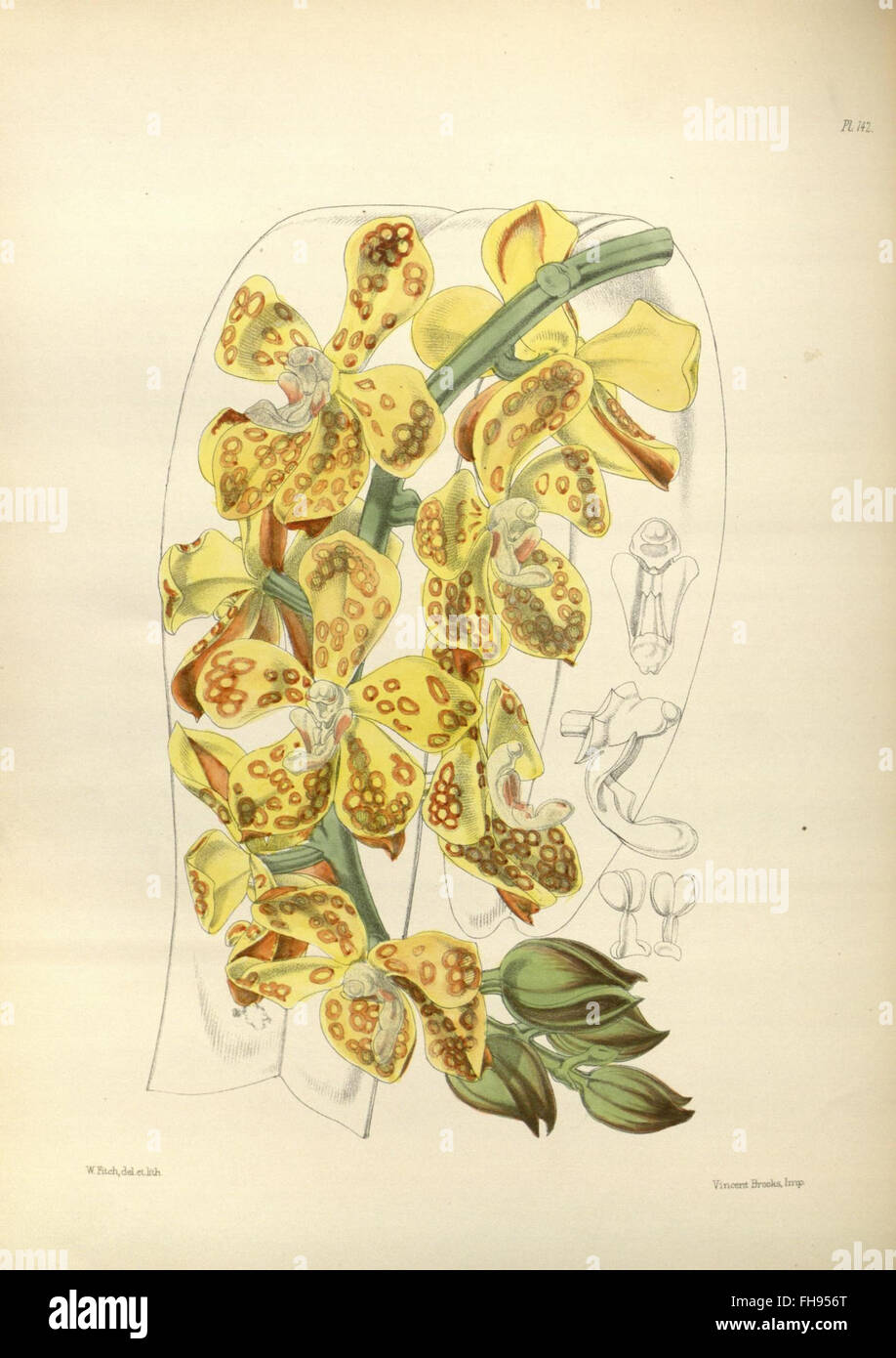 A botanical work detailing a second collection of orchid species ...