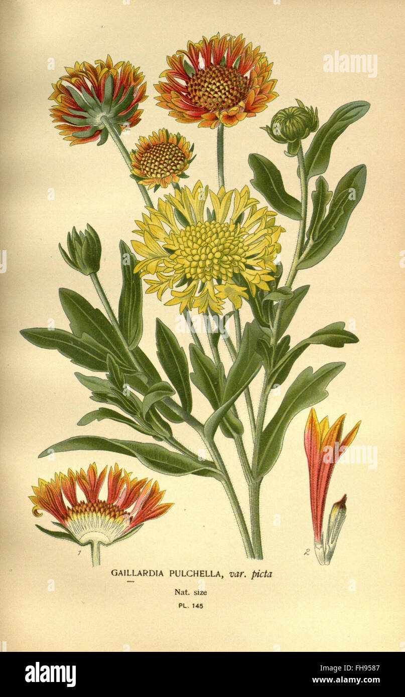 A 19th-century chromolithographed work featuring popular garden and ...