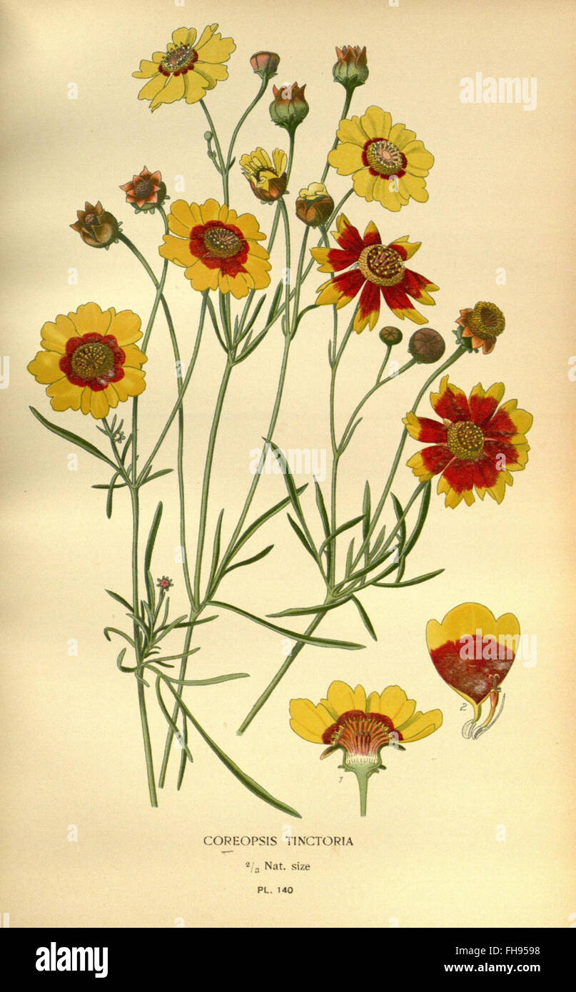 A 19th-century collection of chromolithographs featuring the favorite ...