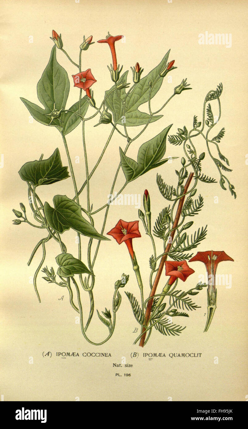A 19th-century chromolithographic collection showcasing popular flowers ...