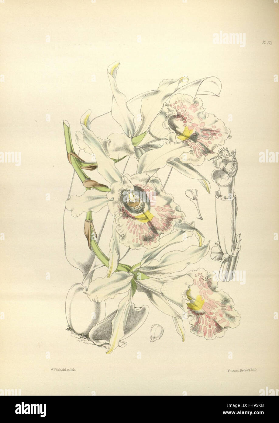 A continuation of botanical studies on orchid species, focusing on the ...