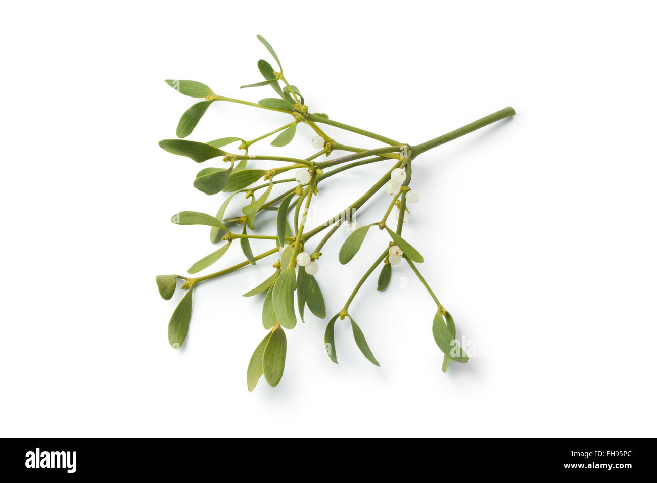 Mistletoe berries hi-res stock photography and images - Alamy
