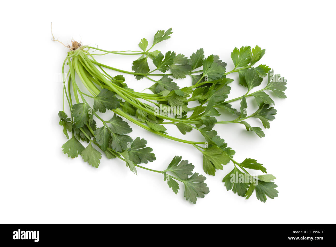 Fresh celery leaves isolated on white background Stock Photo - Alamy
