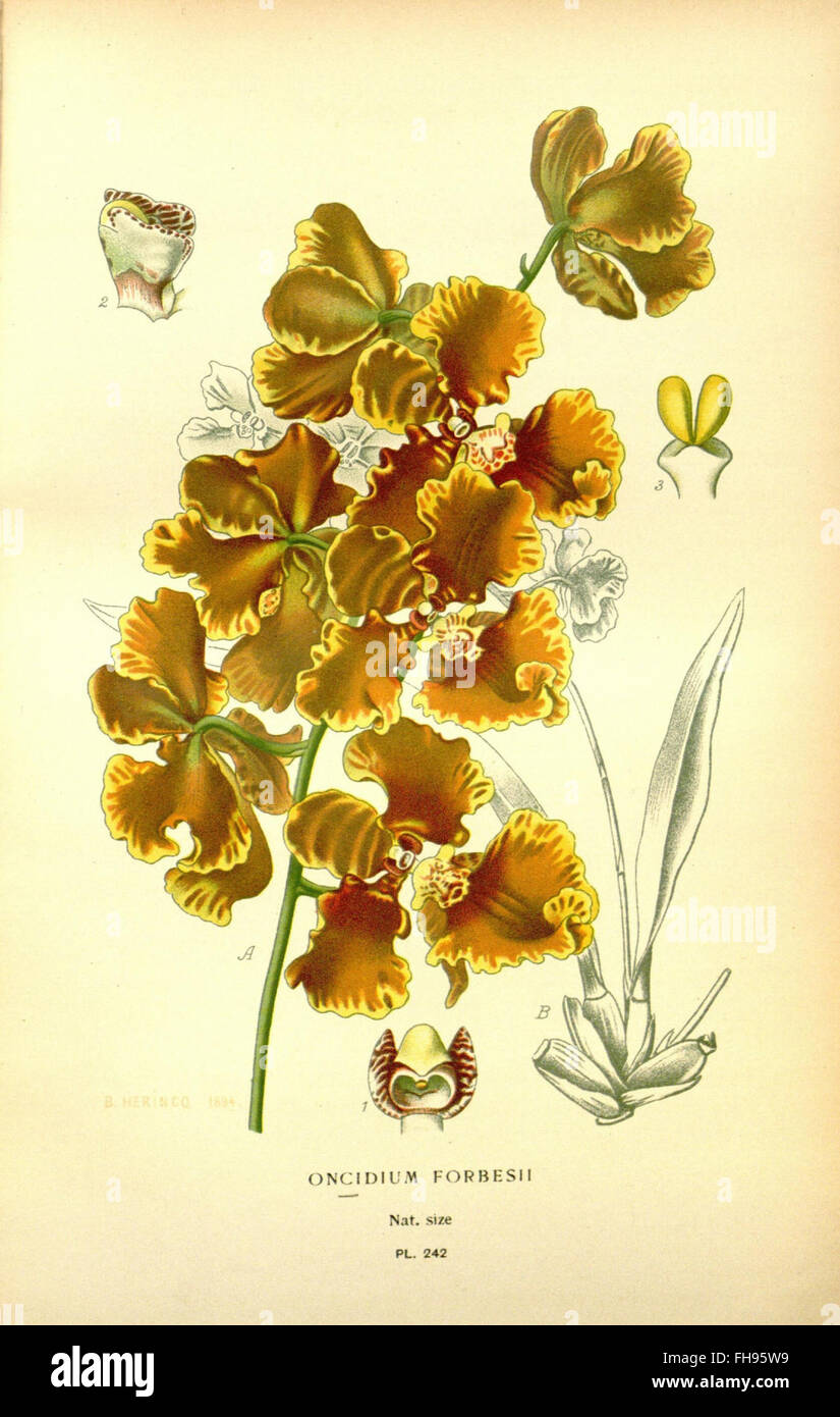 A 19th-century chromolithographic collection showcasing the most ...