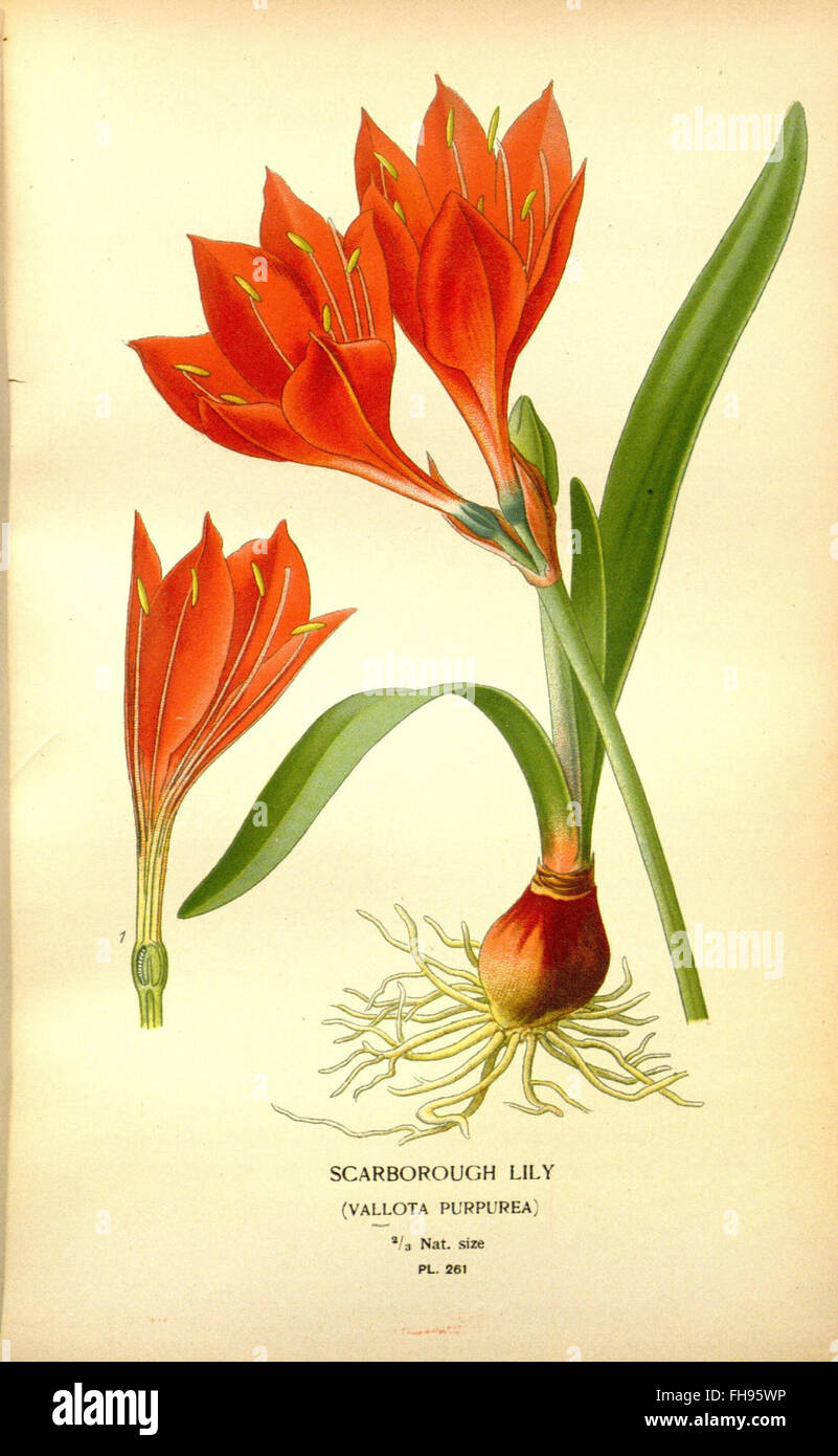 A comprehensive guide to the most popular flowers grown in gardens and ...