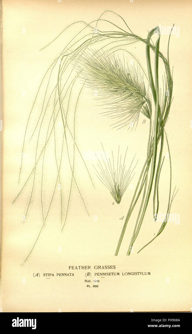 A 19th-century chromolithographic work featuring popular garden and ...