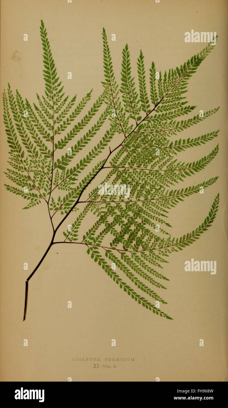 A detailed exploration of British and exotic fern species, preserved in ...