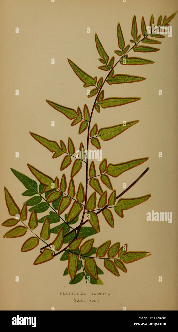 A comprehensive guide to both British and exotic ferns, detailing their ...