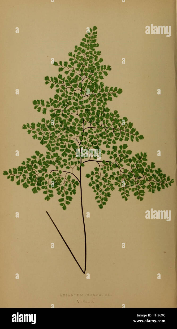 A comprehensive collection of British and exotic ferns held in the ...