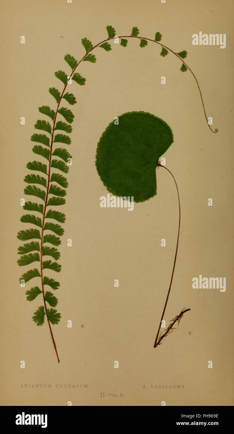 A comprehensive guide to ferns, both native to Britain and exotic ...