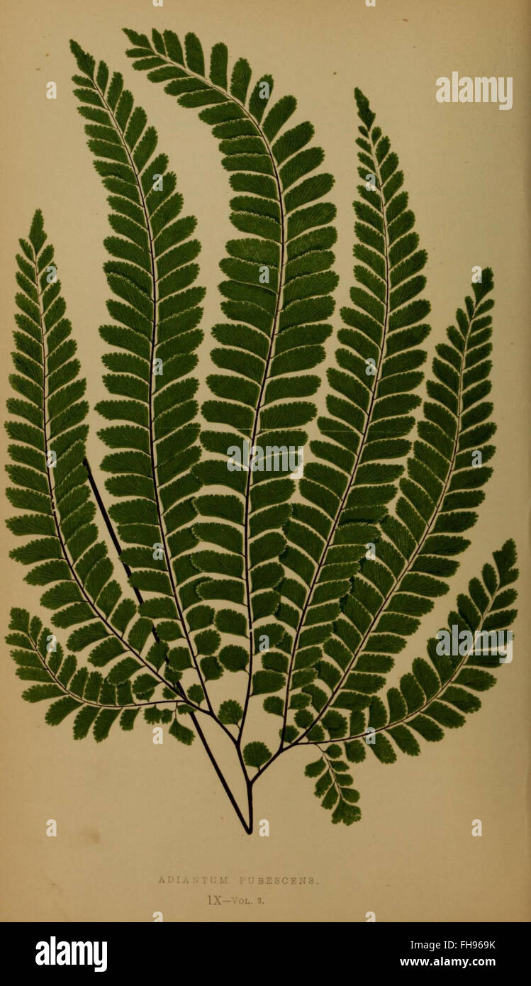 A botanical work focusing on both native British ferns and exotic ...