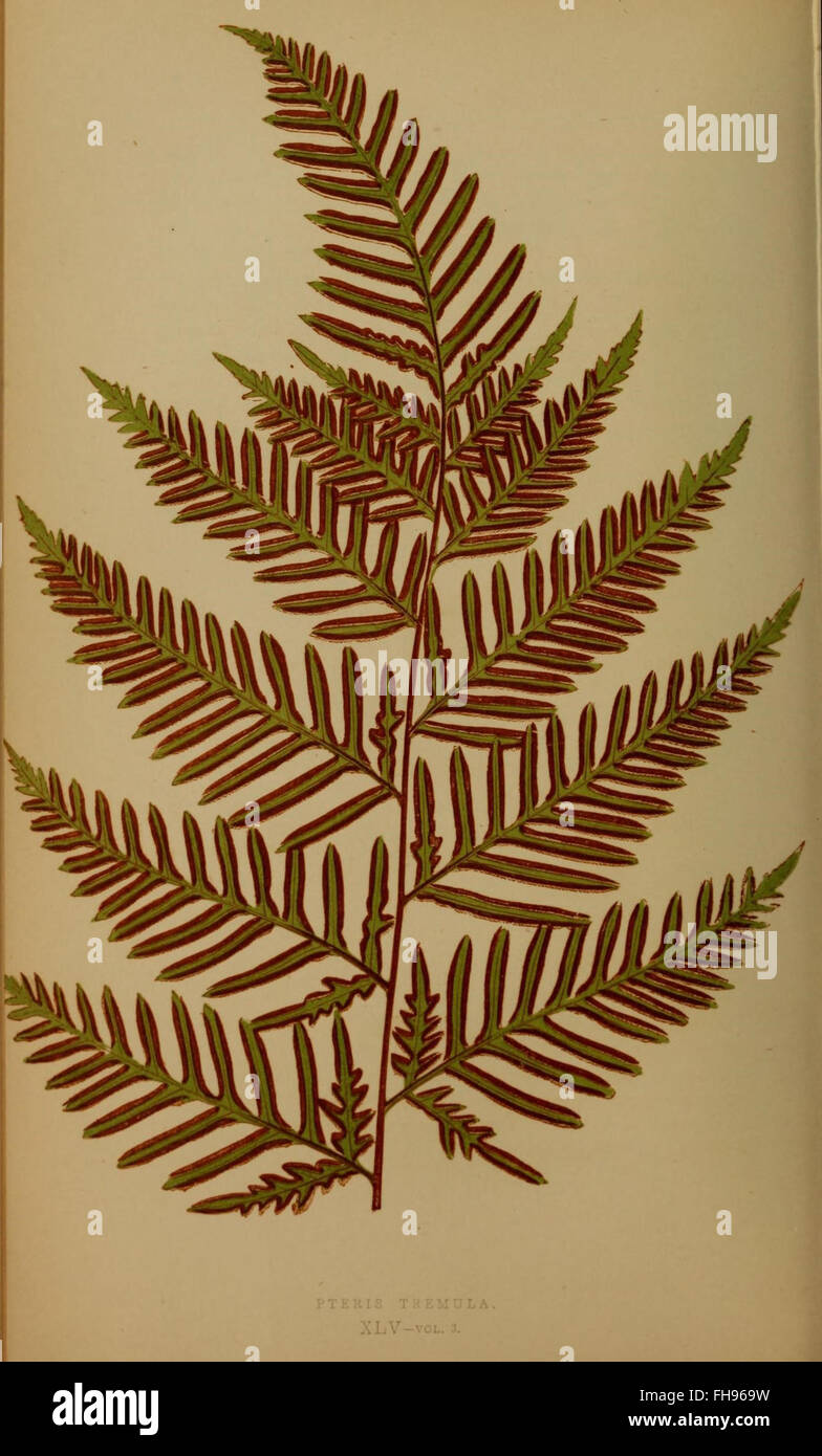 A collection of British and exotic ferns, documenting their species ...