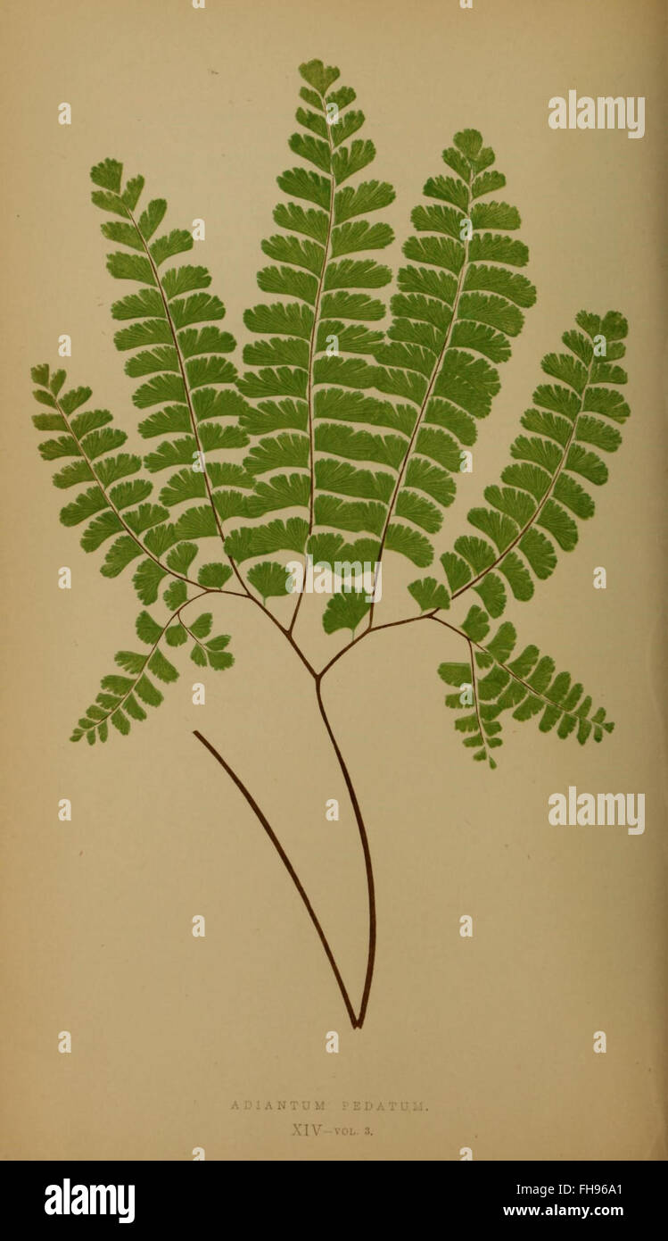 A comprehensive study of both British and exotic fern species ...