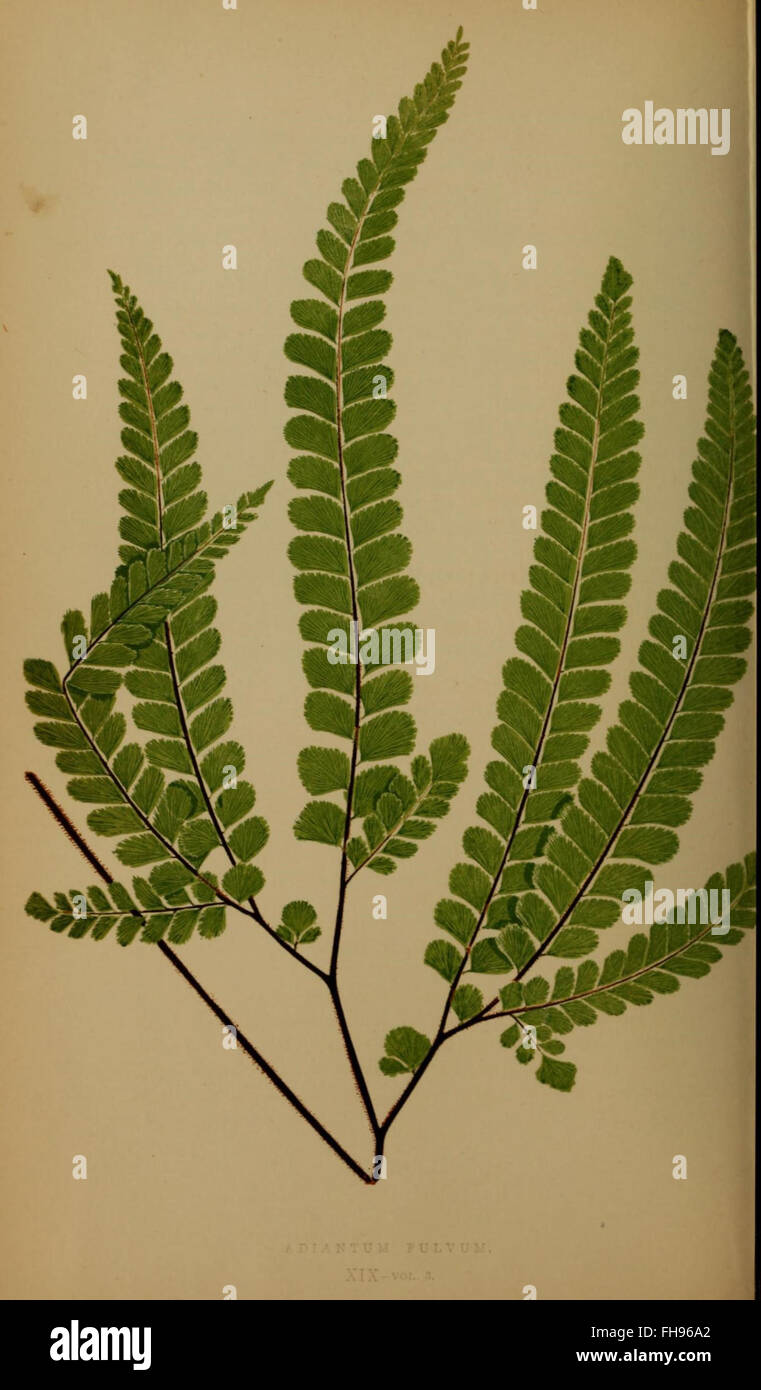 A collection of British and exotic ferns from the Smithsonian Libraries ...