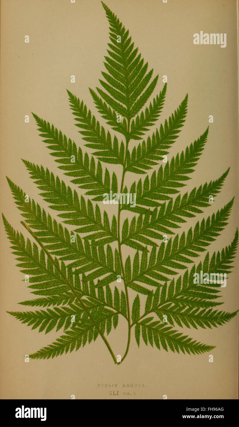 A comprehensive guide on British and exotic ferns, focusing on their ...
