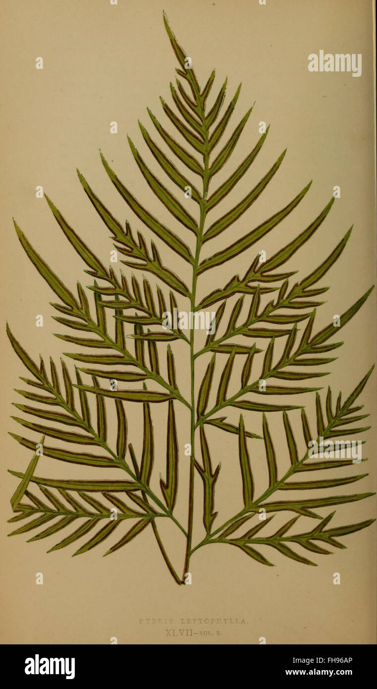 A detailed examination of British and exotic fern species, housed ...