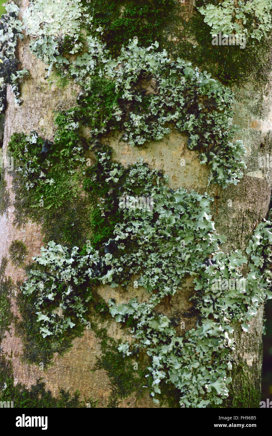 Abstract designs based on geological and other natural materials Stock ...