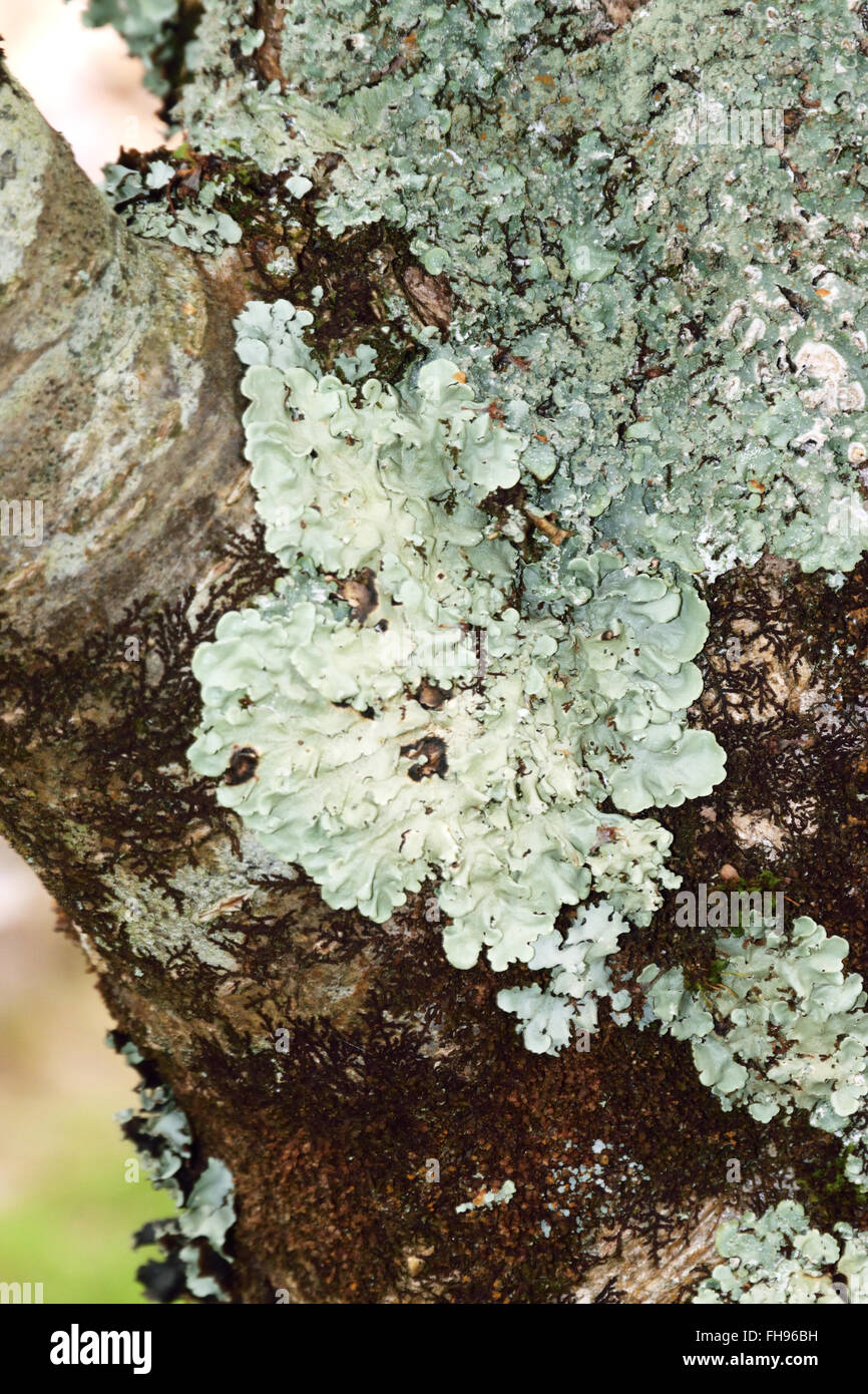 Abstract designs based on geological and other natural materials Stock ...
