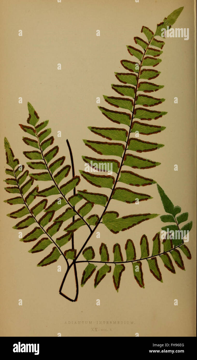 Ferns- British and exotic Stock Photo - Alamy