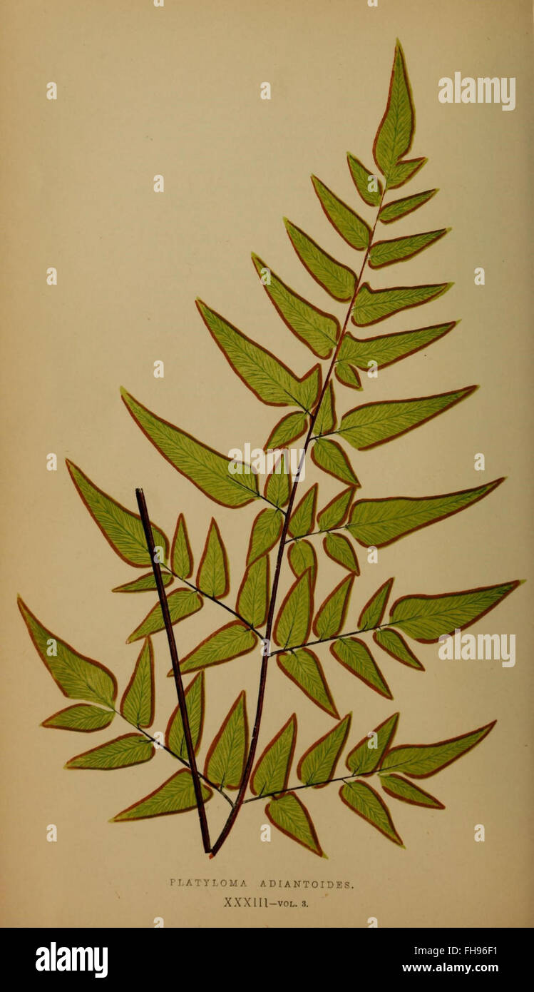 A study of British and exotic ferns, covering species identification ...