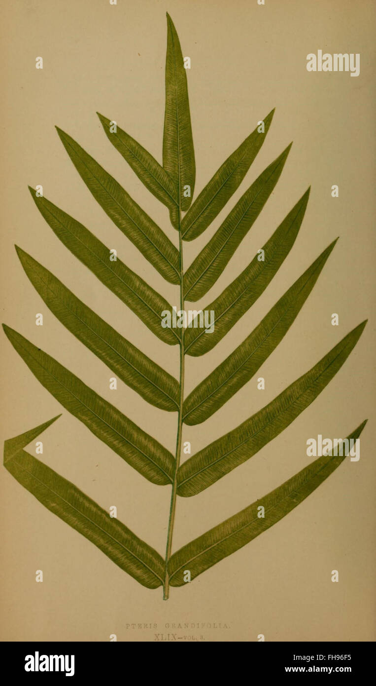 Ferns - British and Exotic, a guide to the identification and study of ...