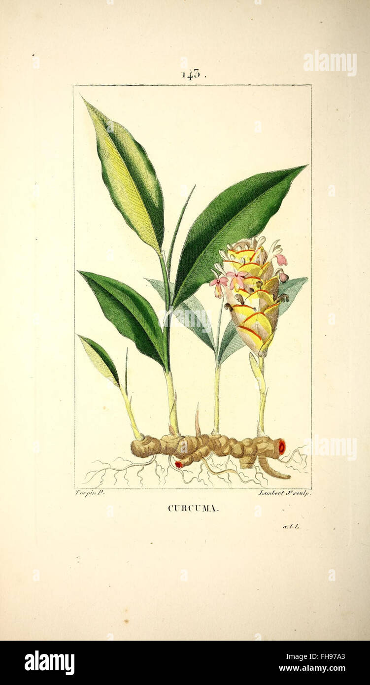 Flore médicale, 1833 Botany Botany, Medical Copper engraving France ...