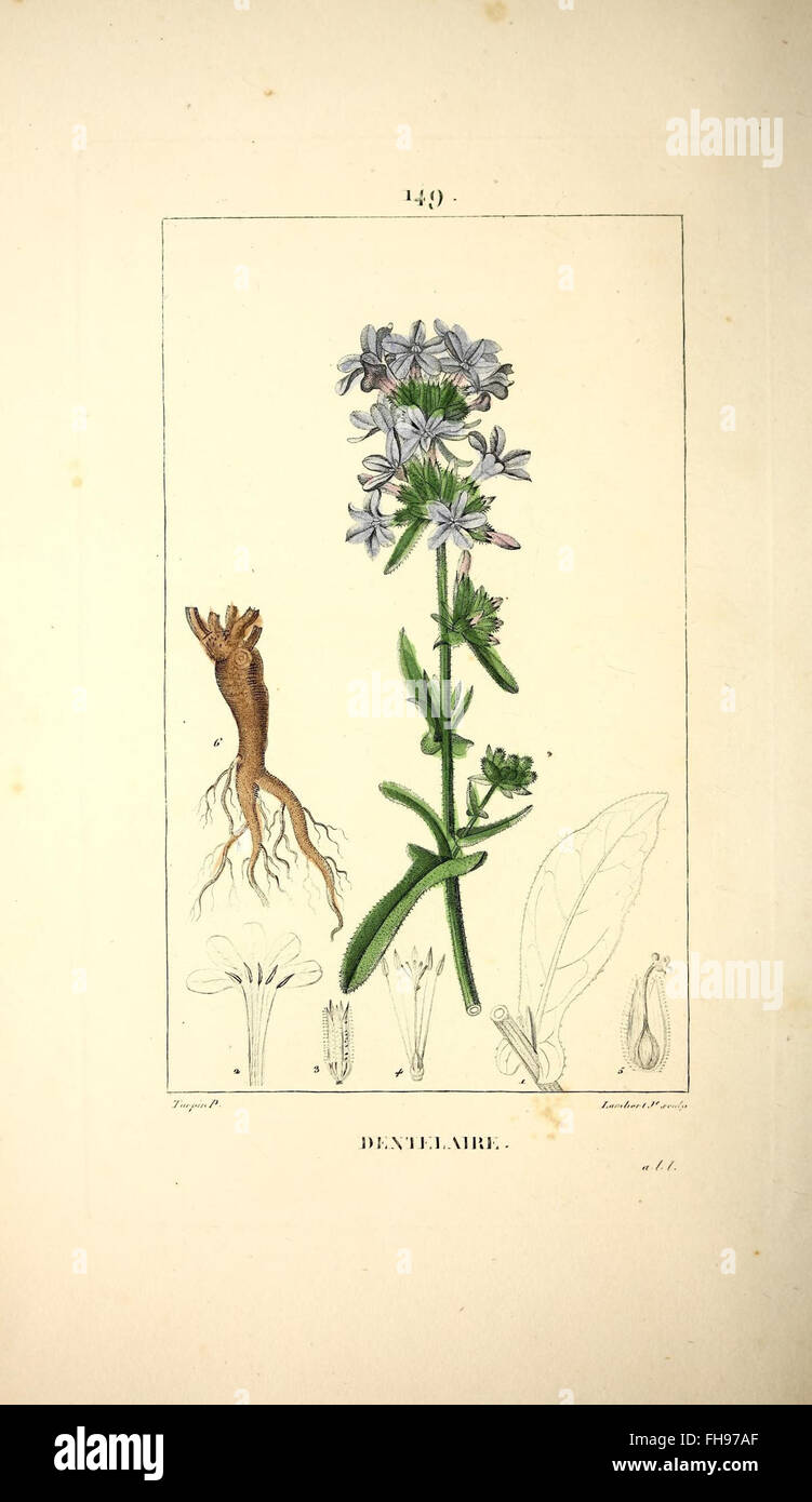 A medical botanical text featuring hand-colored engravings of medicinal ...