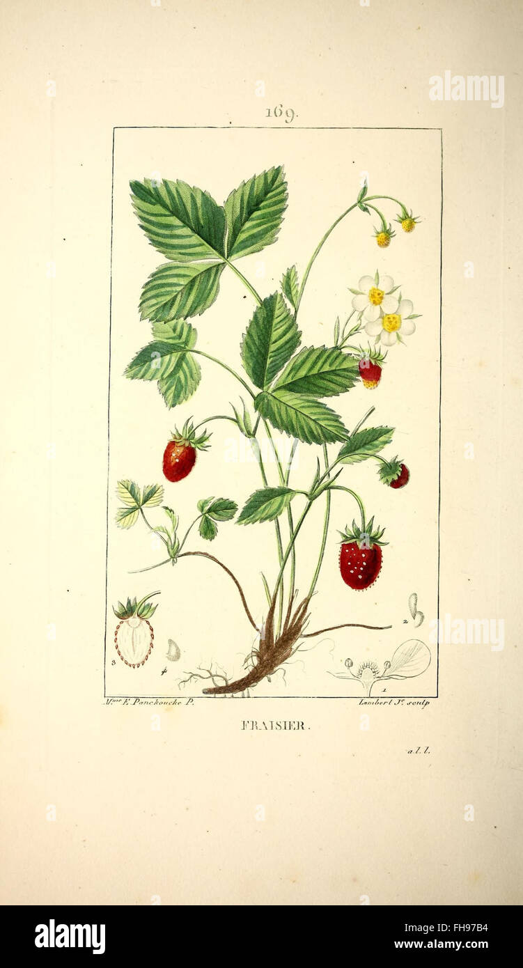 A hand-colored copper engraving from 1833 depicting botanical plants ...