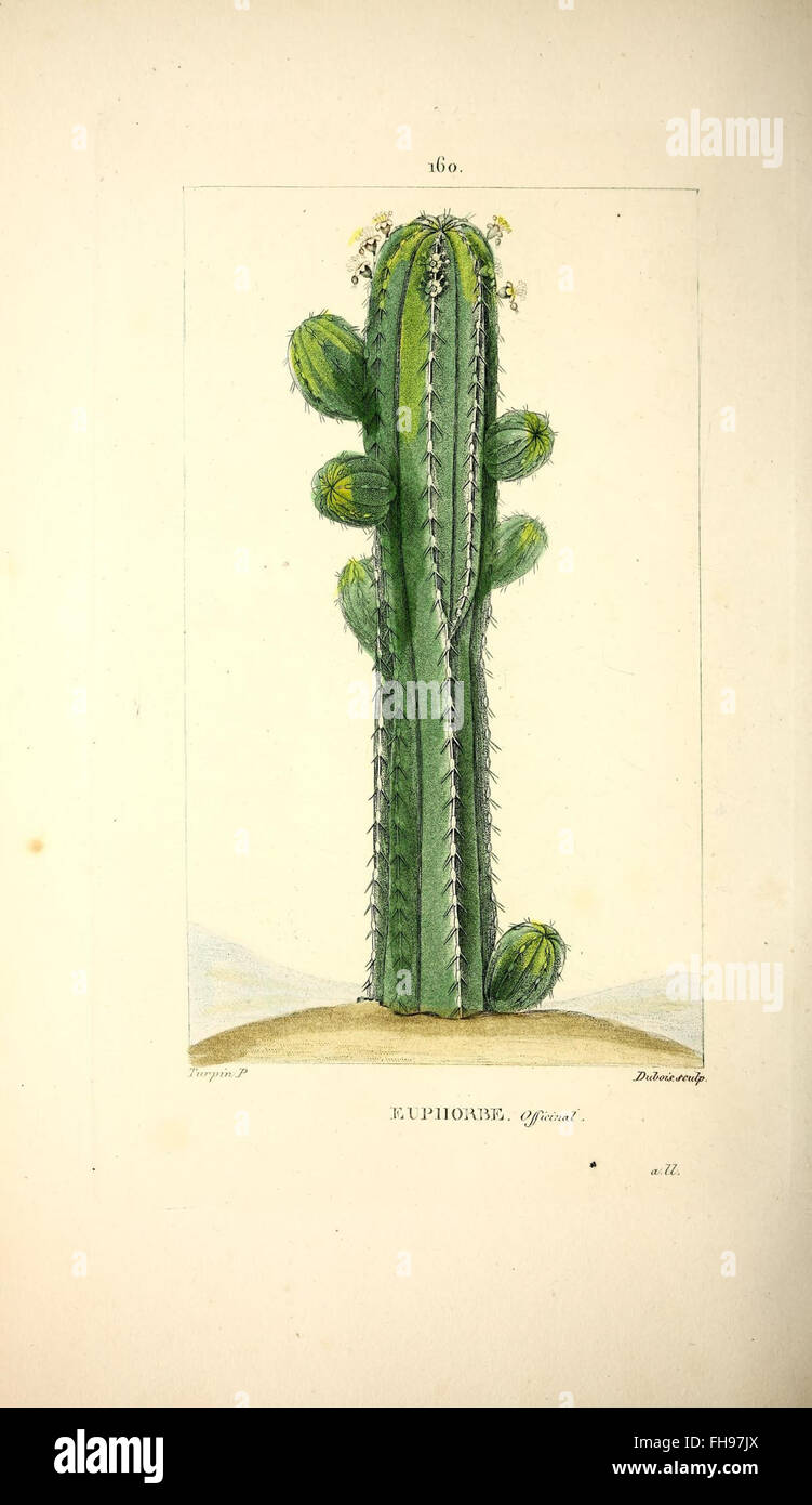 A collection of hand-colored copper engravings from 1833 depicting ...