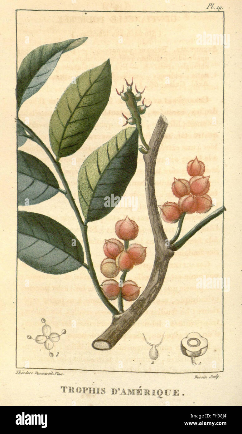 A botanical reference work focusing on medicinal plants of the West ...