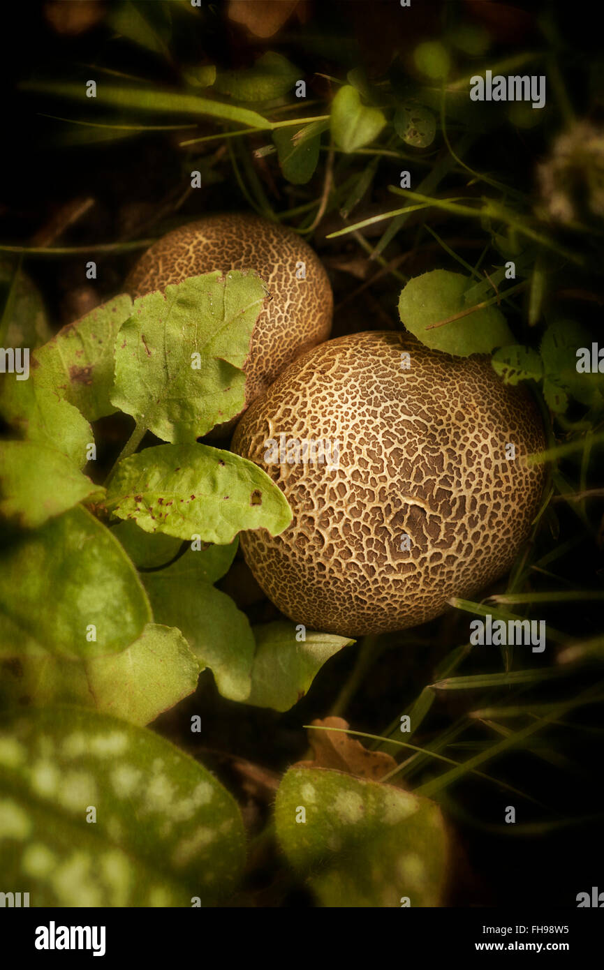 Common Earthball, Scleroderma citrinum, puffball fungi Stock Photo - Alamy
