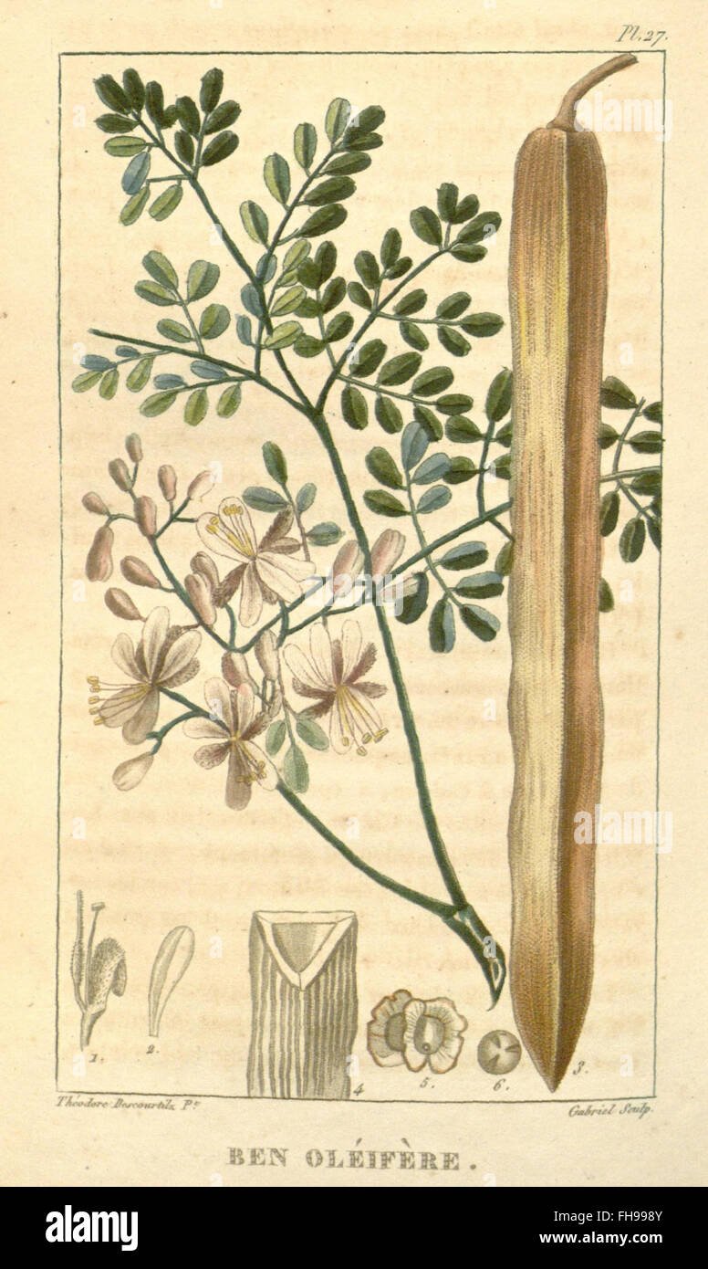 medicinal plants, botany, West Indies, plant research, medicinal botany ...