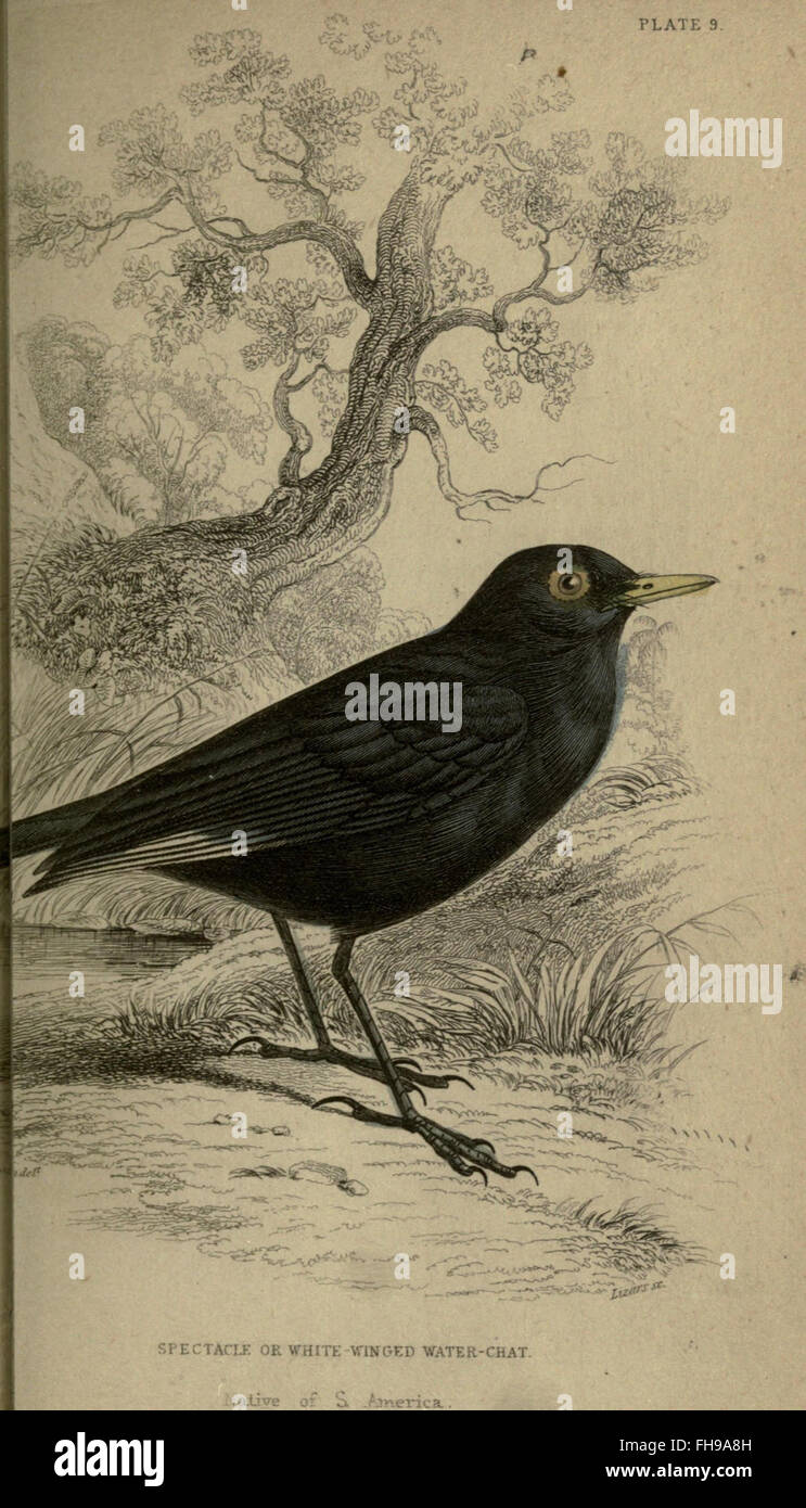 A historical study of flycatchers from 1708 to 1777, documenting ...