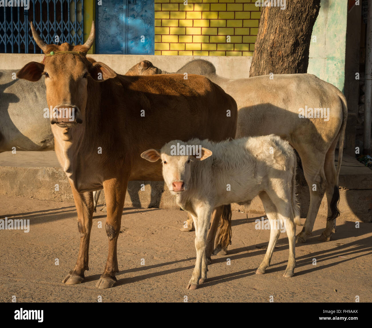 Mother cow india hi-res stock photography and images - Alamy