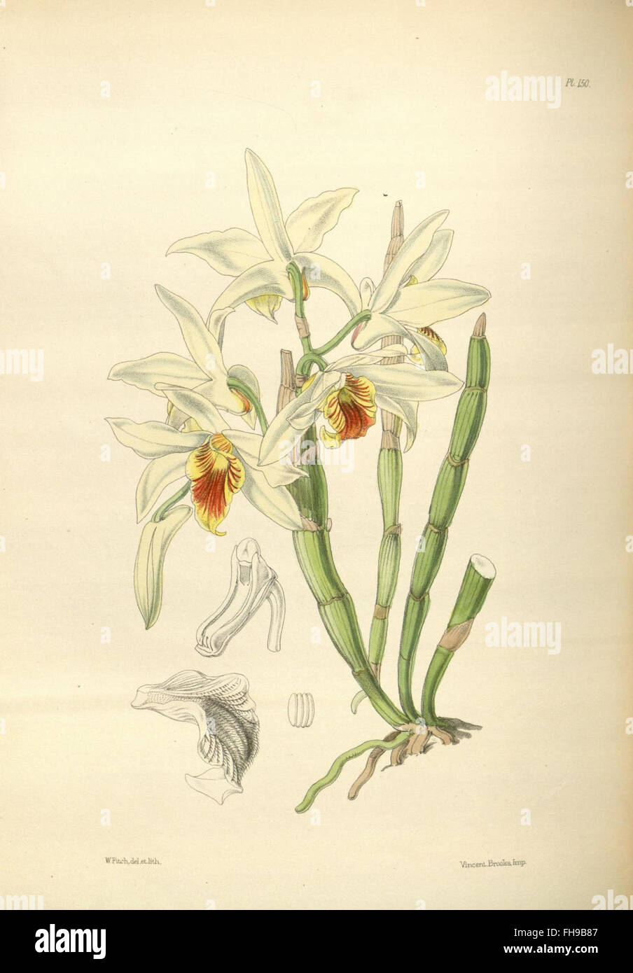A comprehensive study of orchid species, marking a second century of ...