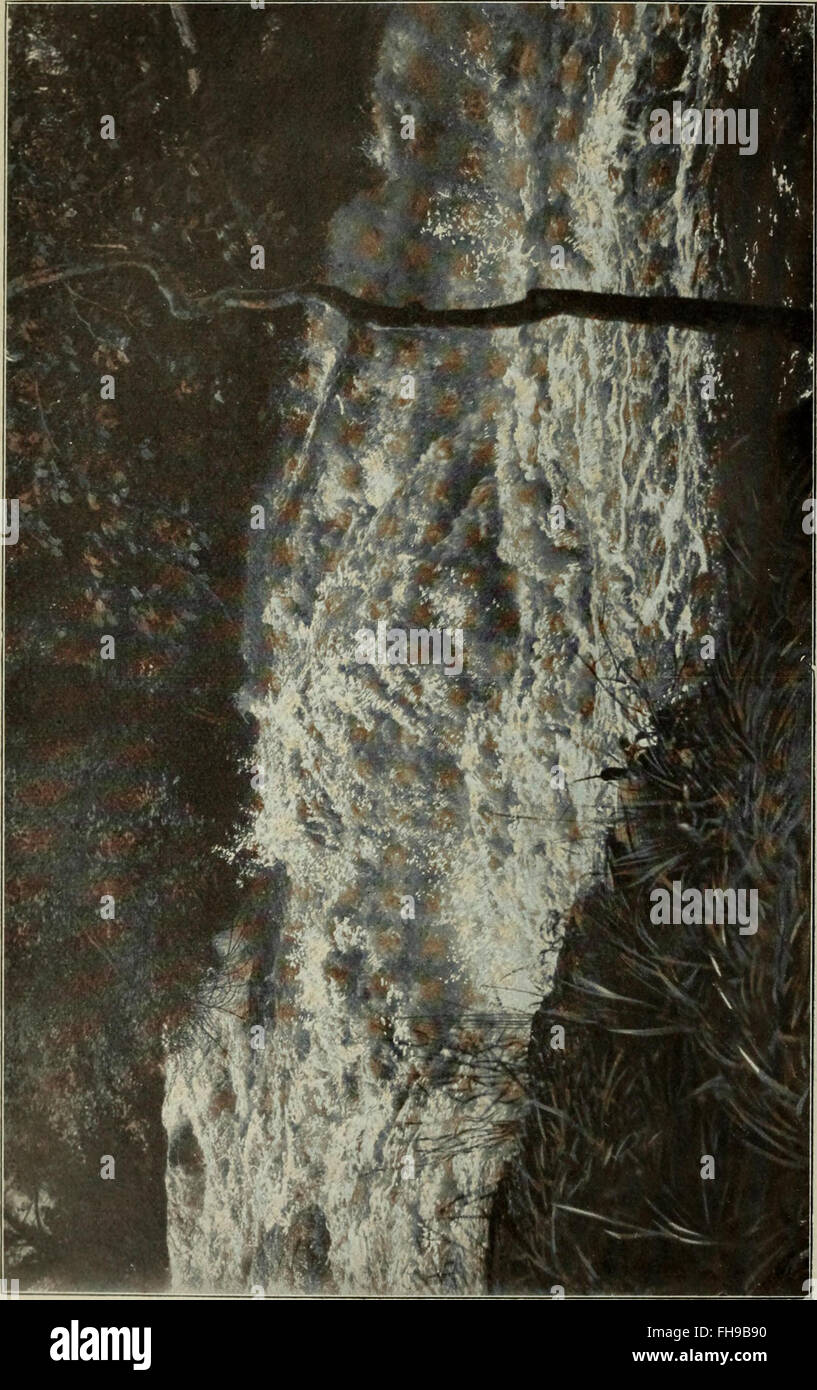 From the Congo to the Niger and the Nile (1913) narrates the German ...