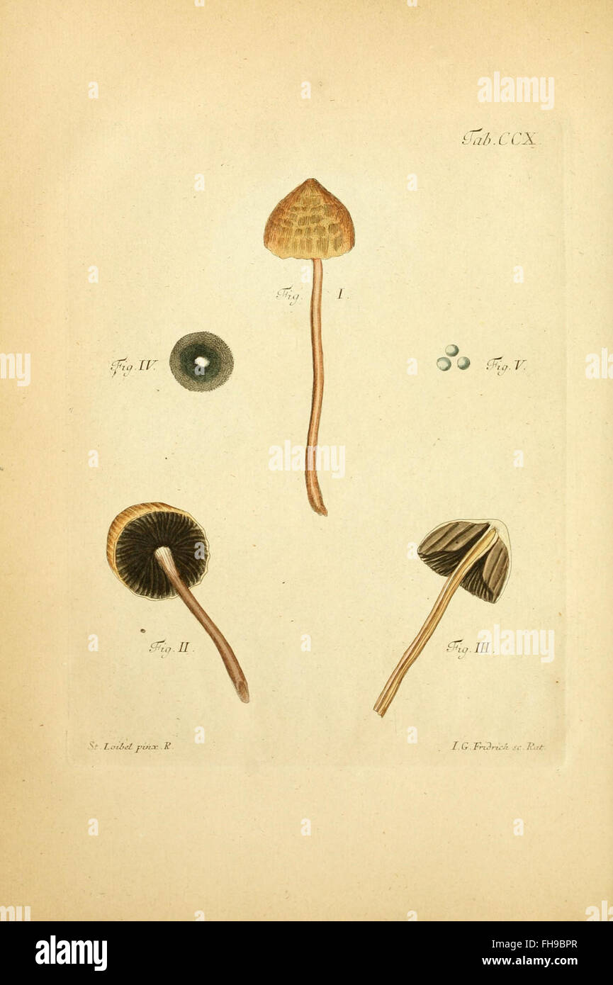 'Fungorum qui in Bavaria et Palatinatu' showcases native fungi from ...